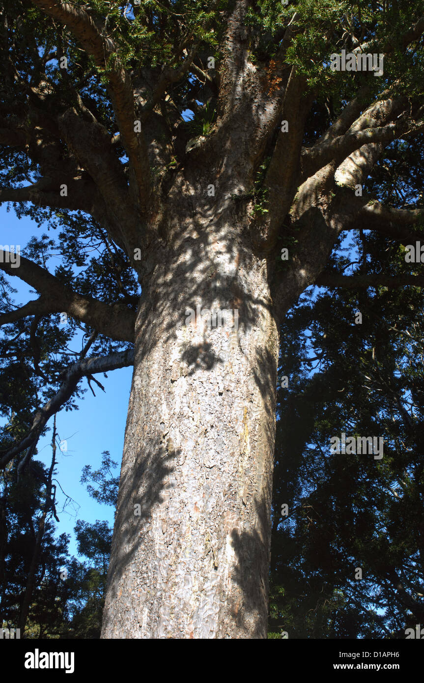 Te Matua riesige Kauri Baum Waipoua Kauri Forest Northlands Neuseeland ...