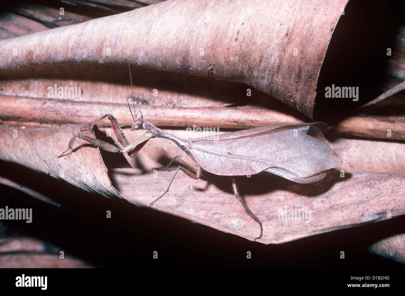 South American tot Blattheuschrecke (Acanthops Falcataria: Acanthopidae ...