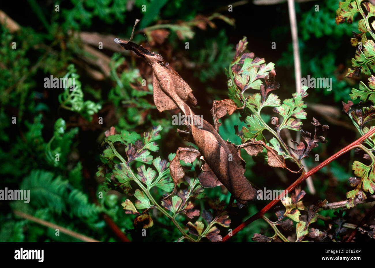 Illusionären Blattheuschrecke (Phyllocrania Illudens: Hymenopodidae ...