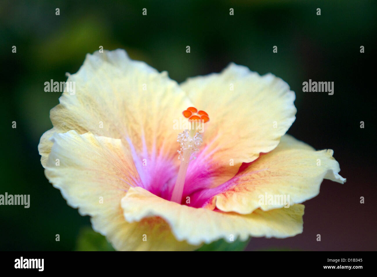 Beach hibiscus -Fotos und -Bildmaterial in hoher Auflösung – Alamy