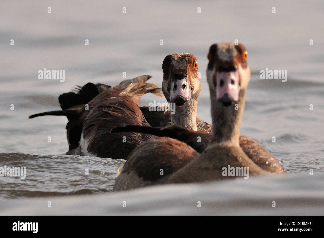 Chawo see -Fotos und -Bildmaterial in hoher Auflösung – Alamy