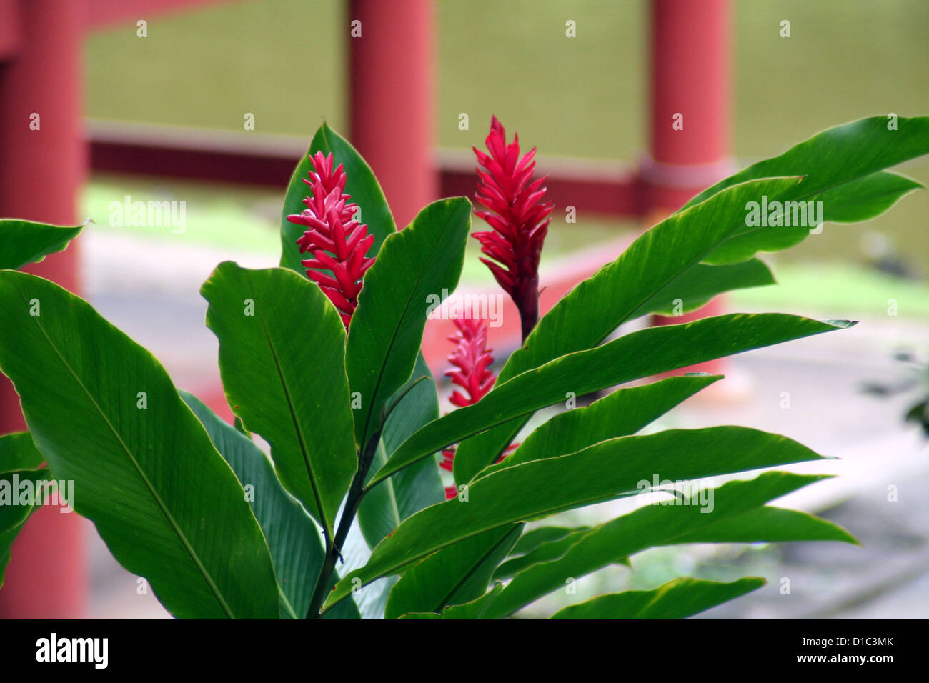Ingwer pflanze -Fotos und -Bildmaterial in hoher Auflösung – Alamy