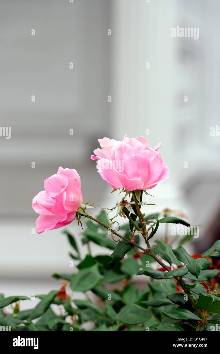 Rosa Buschrose Stockfotos und -bilder Kaufen - Alamy