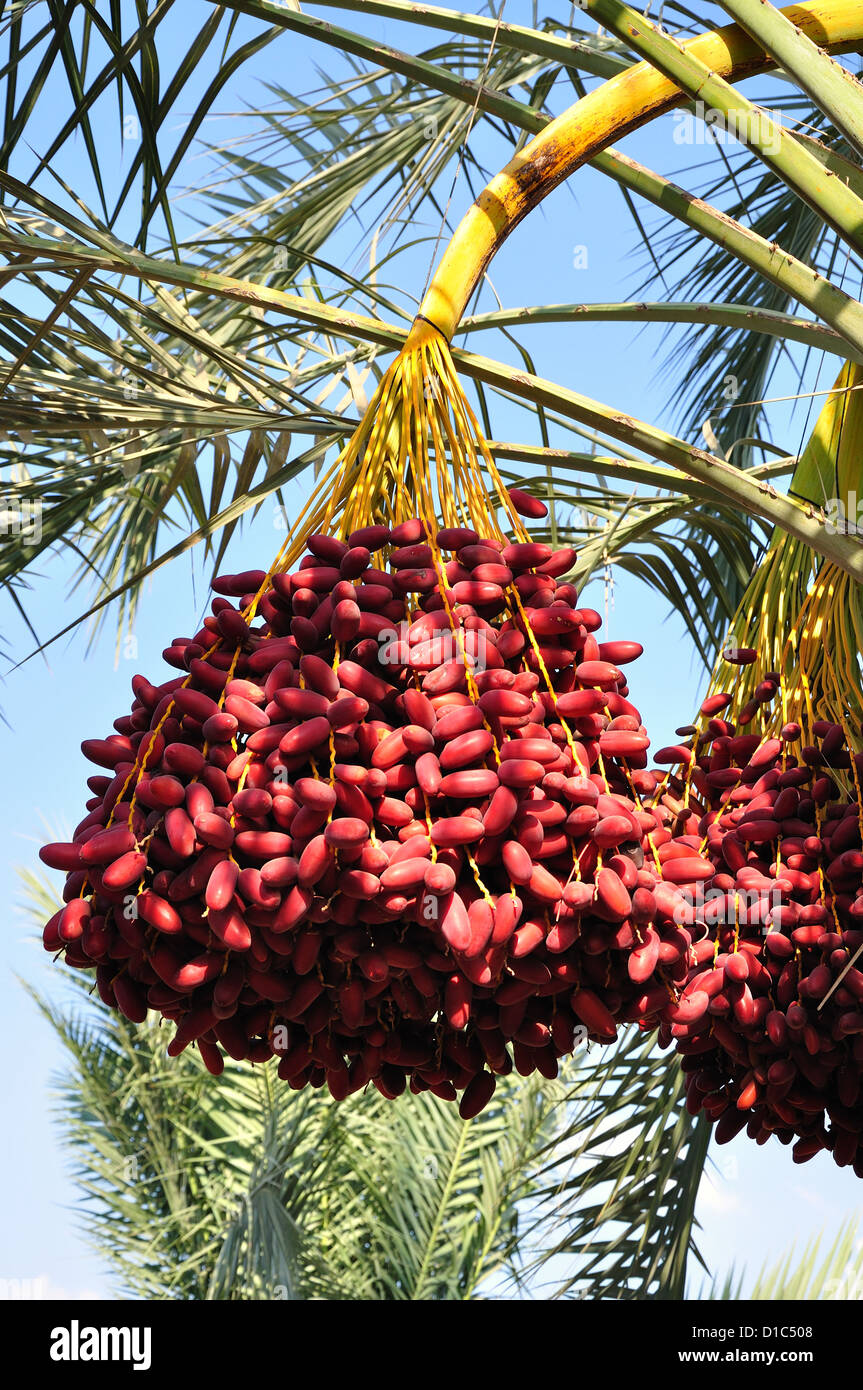 Dattelpalme Zweige mit reife Datteln. Nordisrael Stockfotografie - Alamy