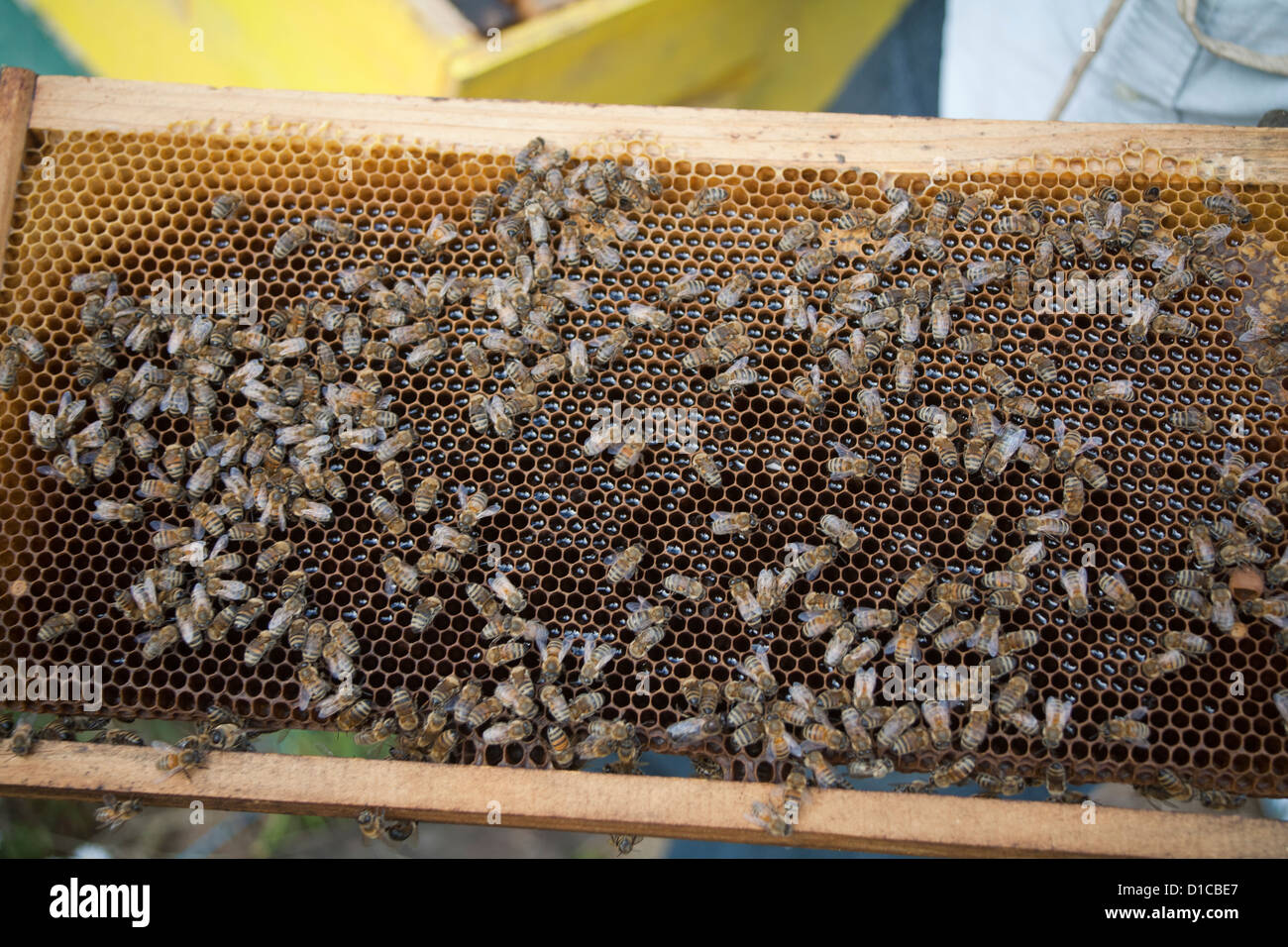 Bienen wabe pollen -Fotos und -Bildmaterial in hoher Auflösung – Alamy