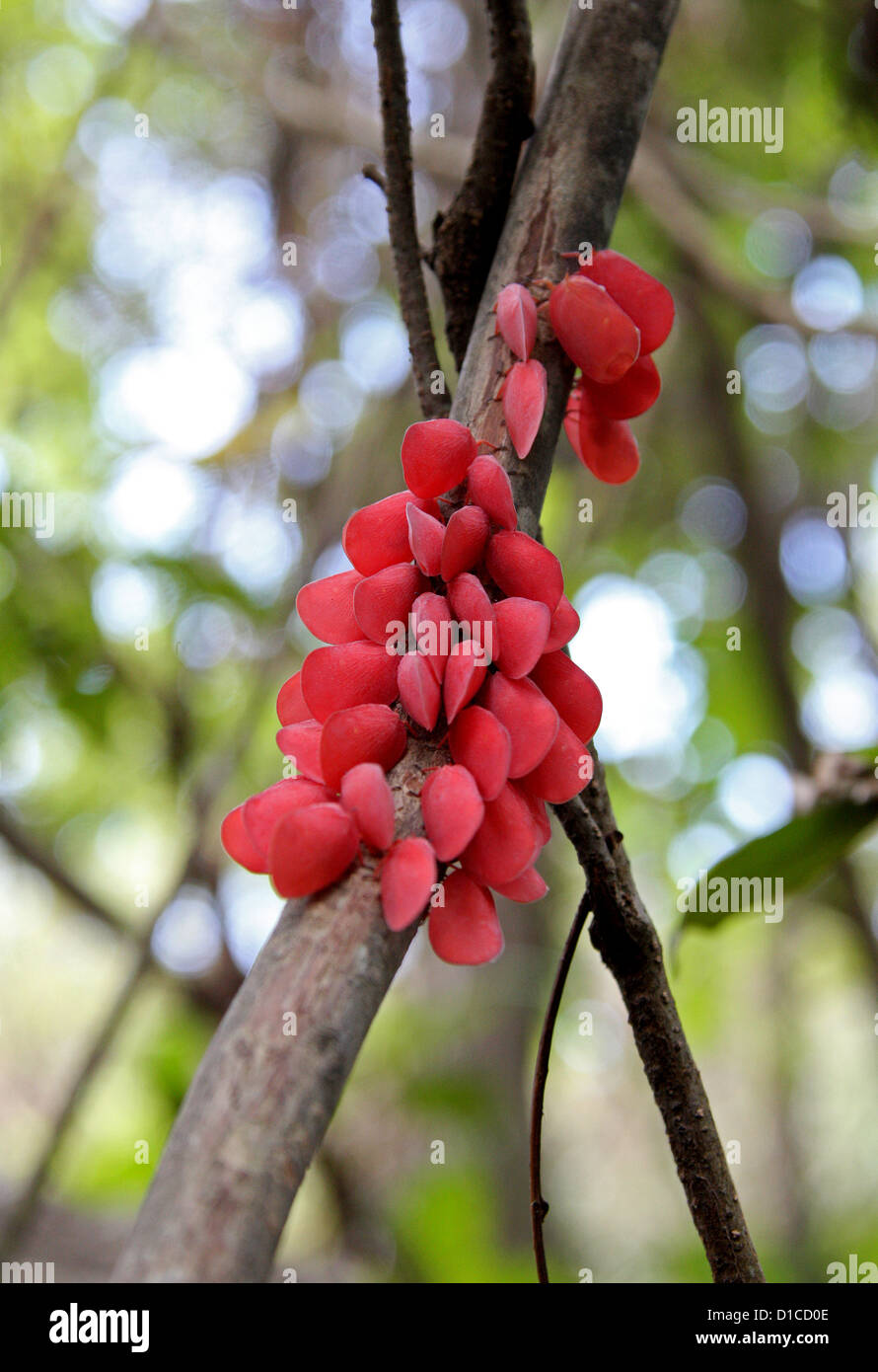 Flatida flammicoma -Fotos und -Bildmaterial in hoher Auflösung – Alamy