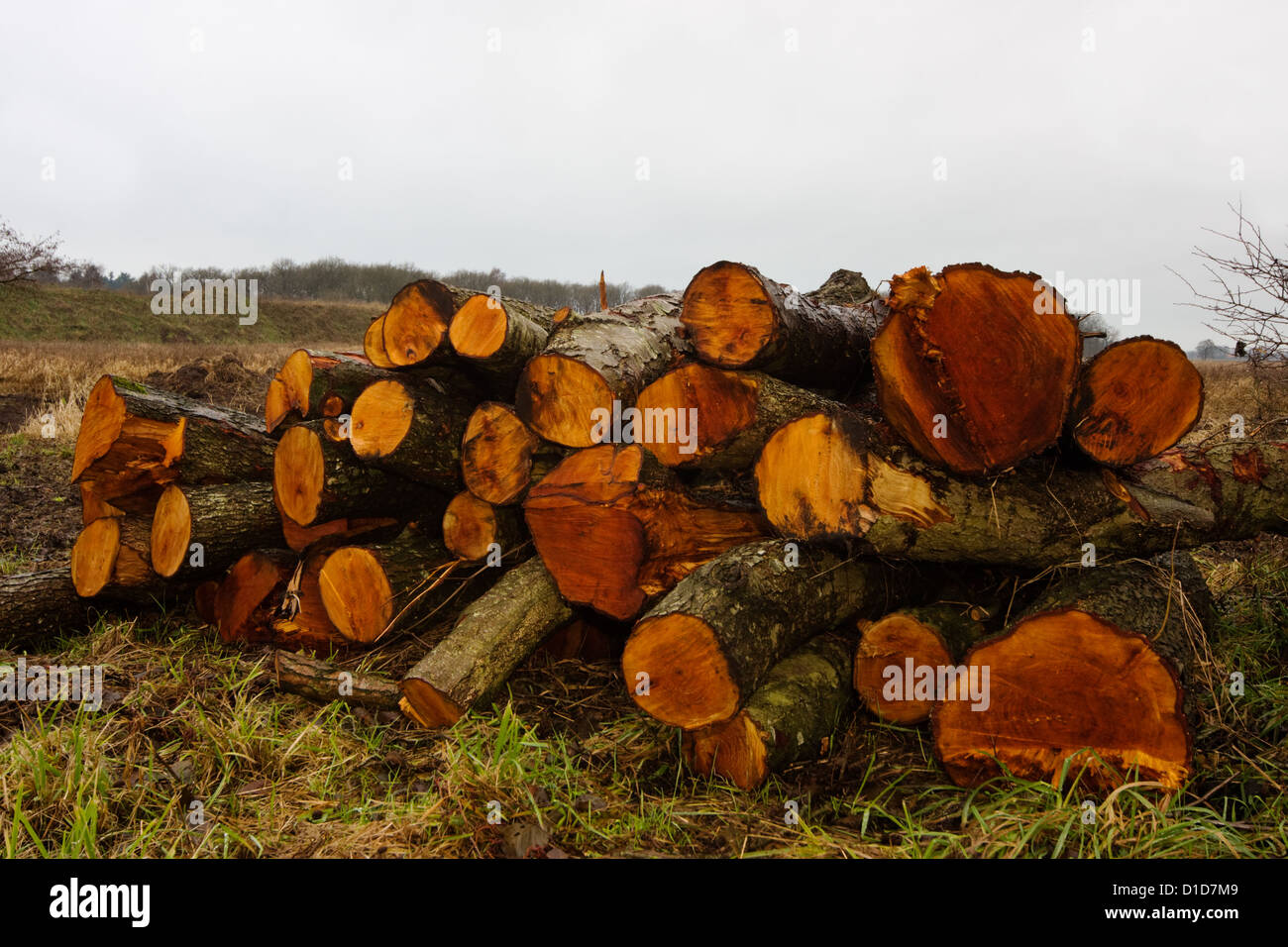 Erle energie -Fotos und -Bildmaterial in hoher Auflösung – Alamy