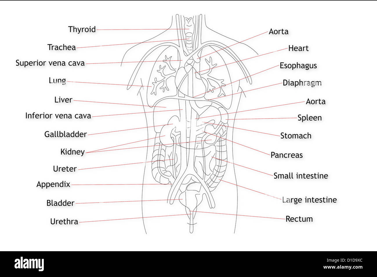 Menschliche Organe Struktur Animation illustration Stockfotografie - Alamy