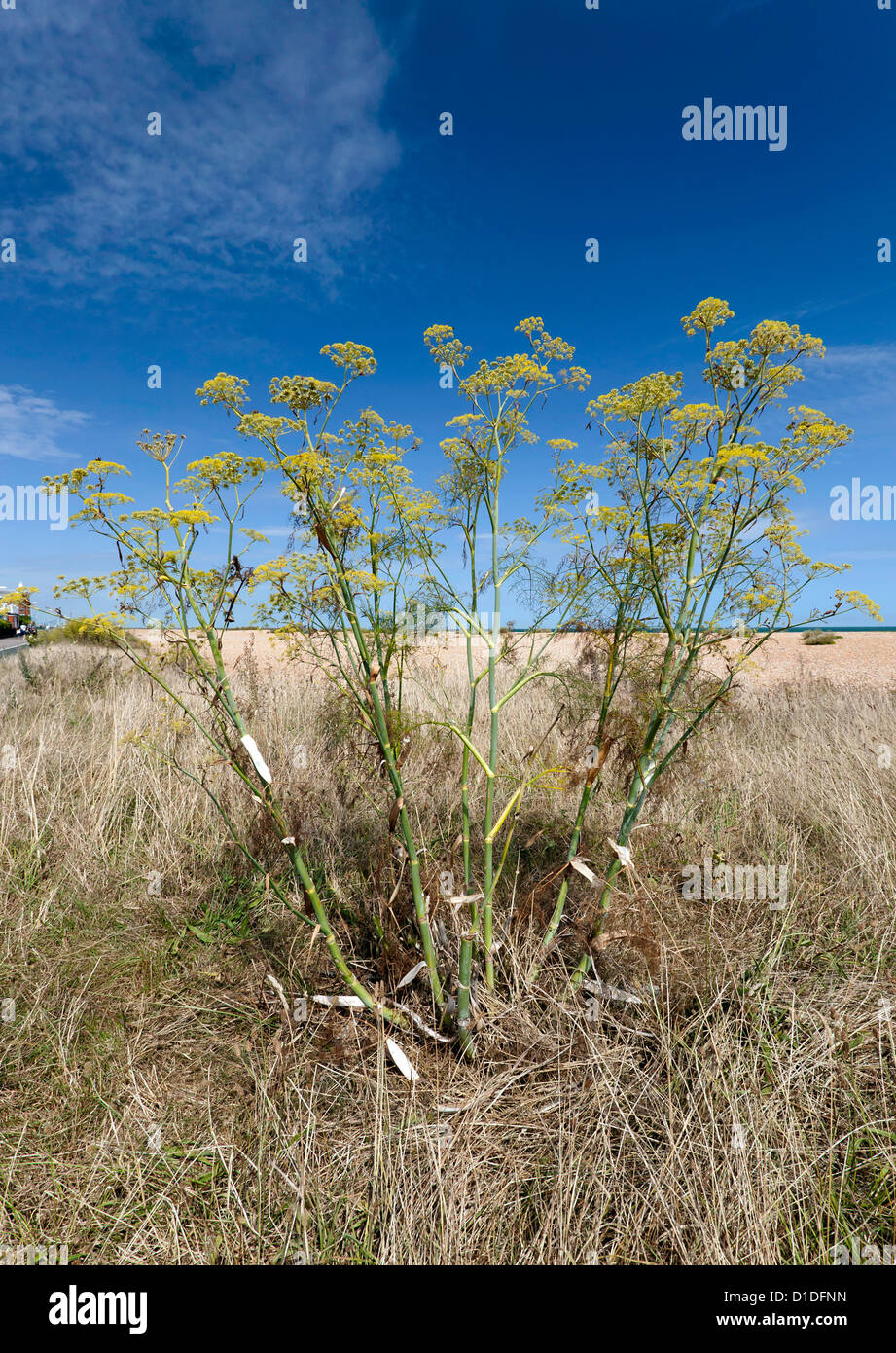 Vegetation am strand -Fotos und -Bildmaterial in hoher Auflösung – Alamy