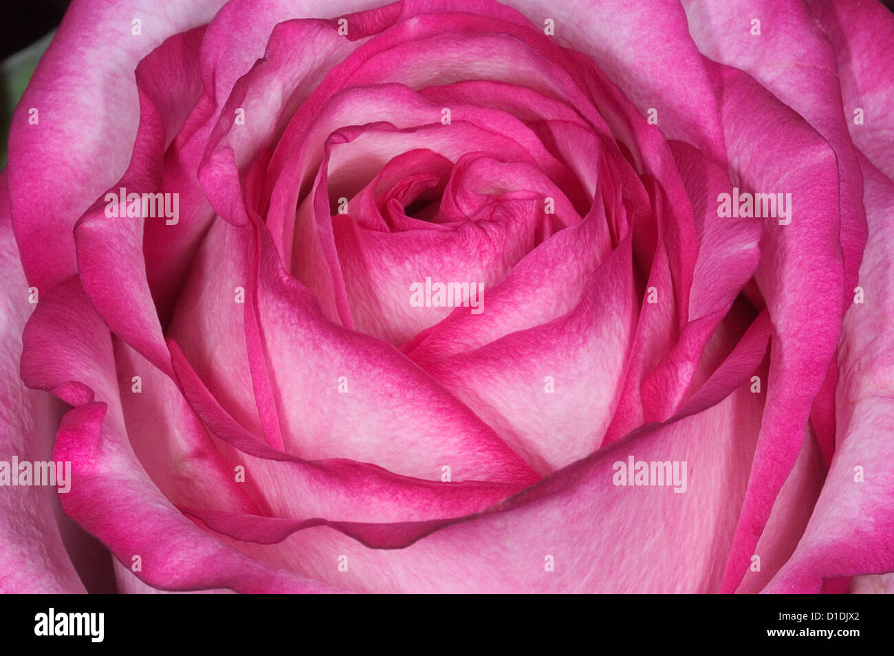 Rosa rosen -Fotos und -Bildmaterial in hoher Auflösung – Alamy