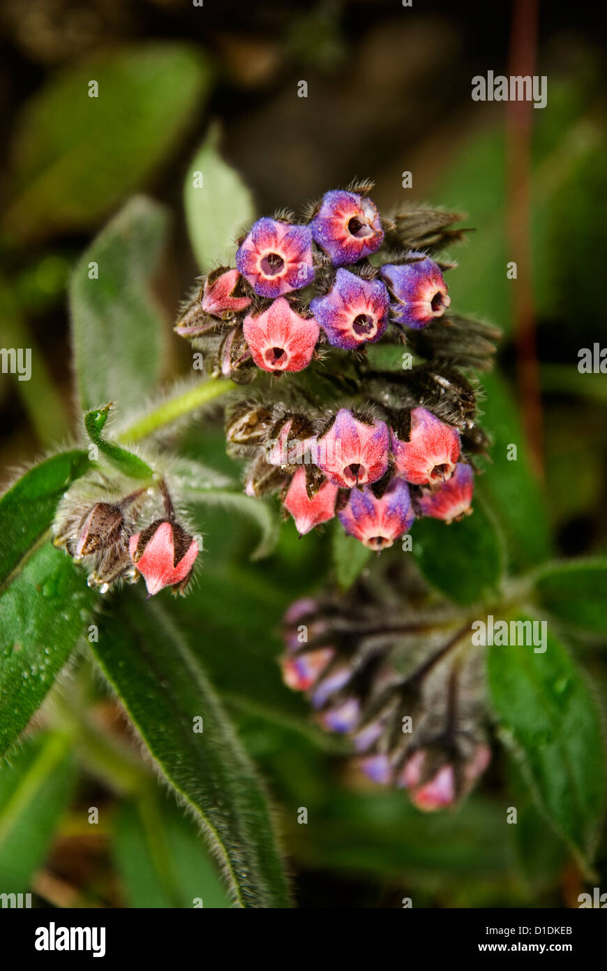 Maharanga Emodi wächst an feuchten Klippen auf etwa 3500 m Höhe in ...