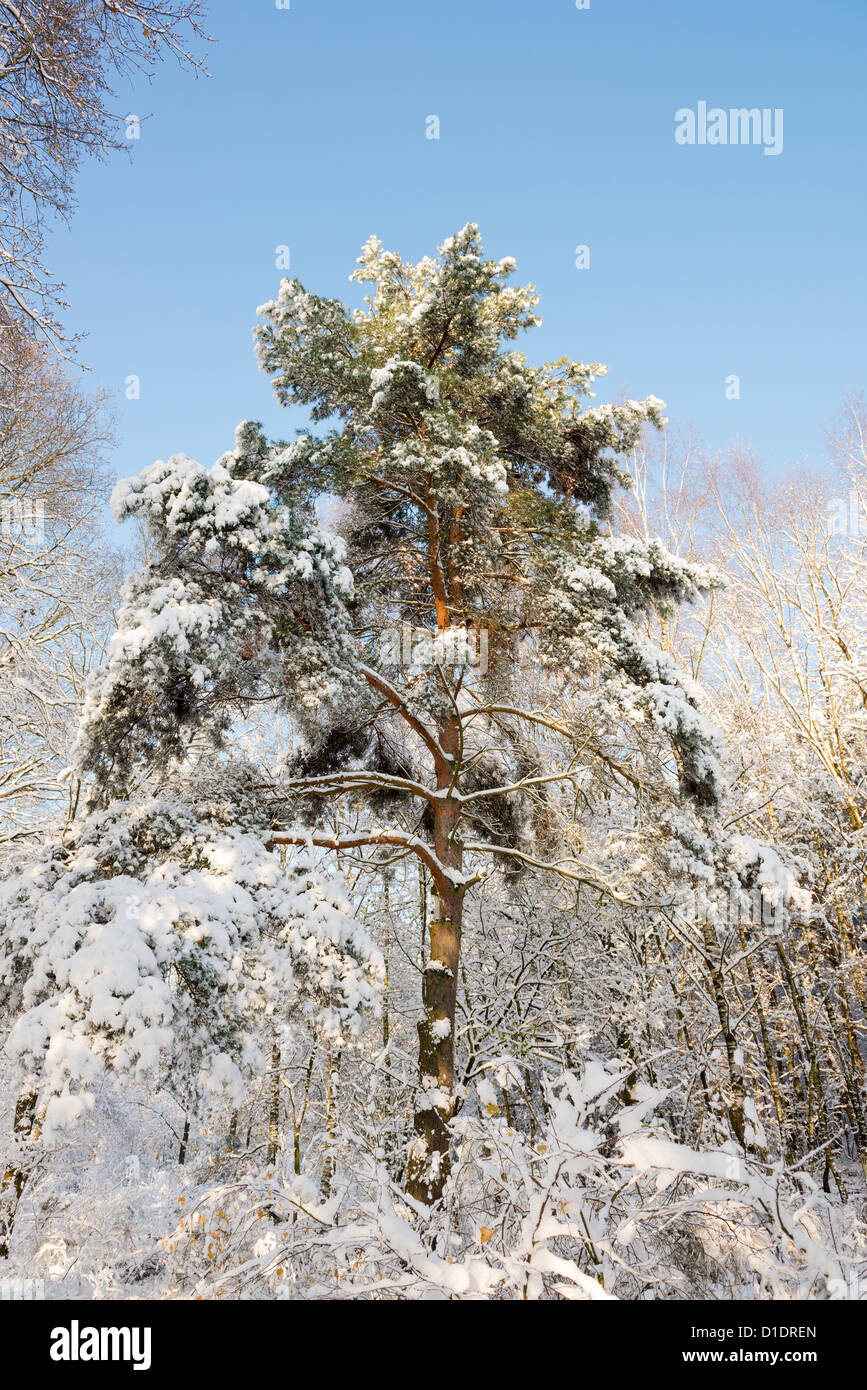 Nadelwald winter -Fotos und -Bildmaterial in hoher Auflösung – Alamy