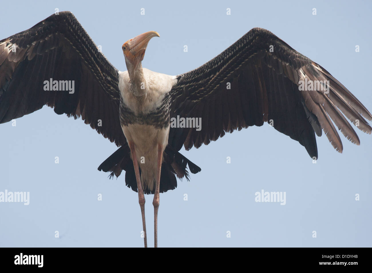 Der majestätische gemalt Storch fliegen / im Flug bei Bhavan Pumping ...