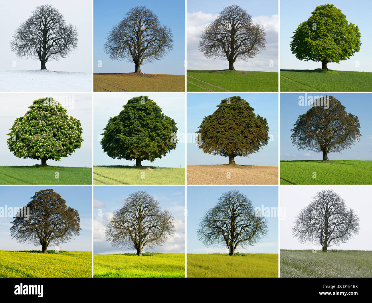 Das Bild besteht aus 12 Einzelbilder einer Kastanie (Aesculus Hippocastanum) im Laufe des Jahres ...