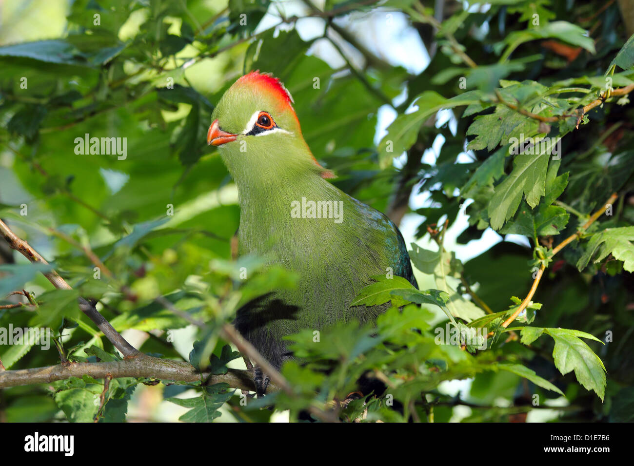 Fischers turaco tauraco fischeri -Fotos und -Bildmaterial in hoher ...