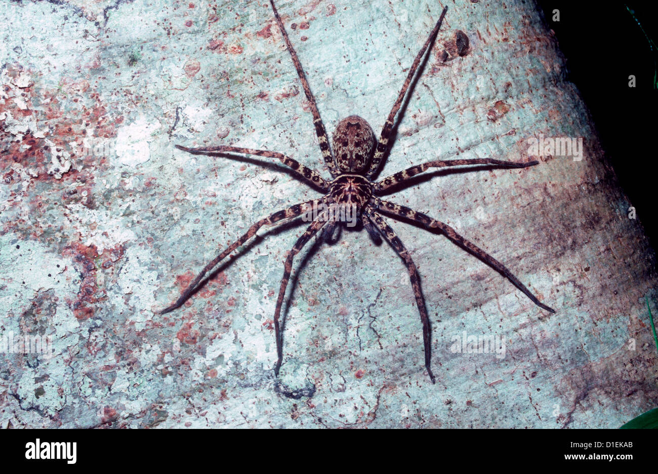 Huntsman Spinne (Heteropoda SP.: Sparassidae) weibliche in der Nacht im ...