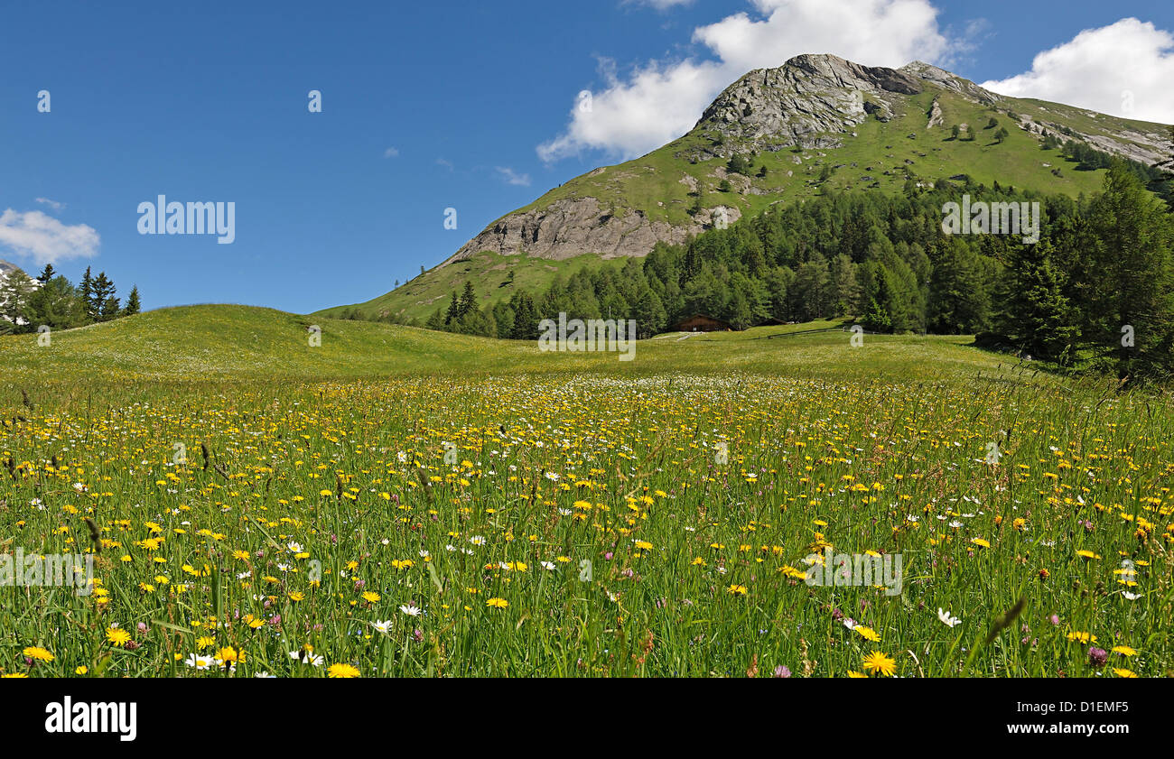 Almwiese im hohen tauern -Fotos und -Bildmaterial in hoher Auflösung ...
