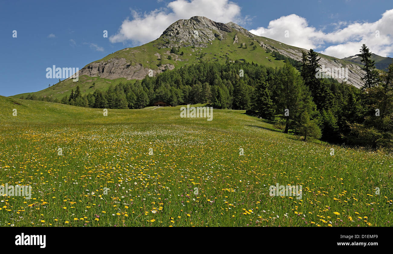 Almwiese im hohen tauern -Fotos und -Bildmaterial in hoher Auflösung ...