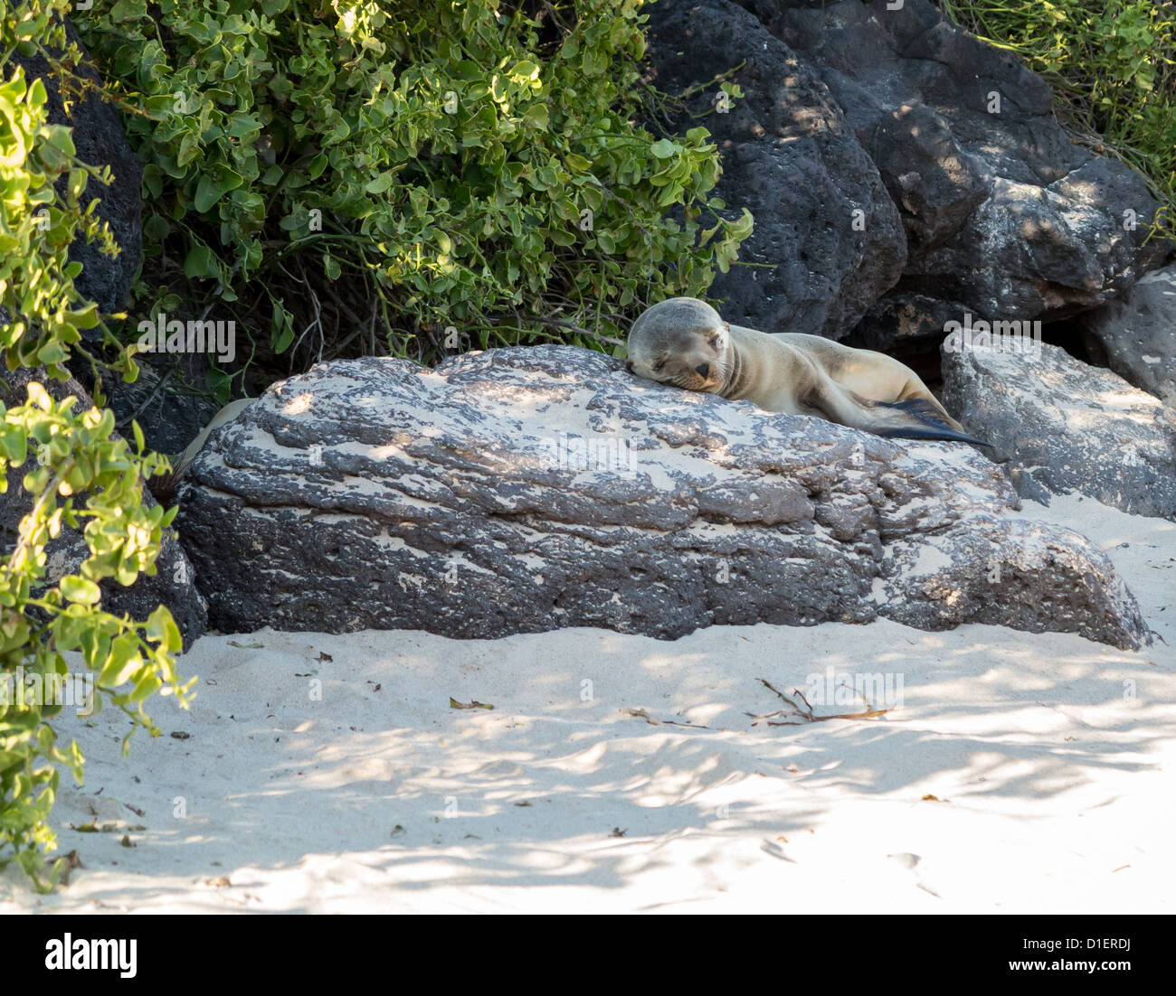 Baby seal ocean -Fotos und -Bildmaterial in hoher Auflösung – Alamy