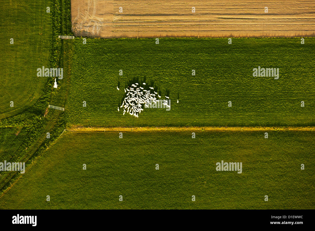 Herde luftbild -Fotos und -Bildmaterial in hoher Auflösung – Alamy