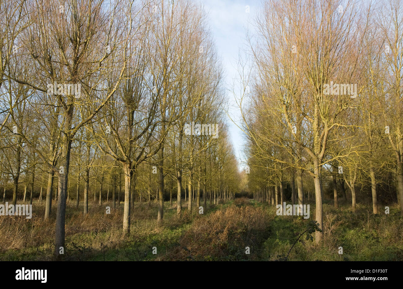 Salix Alba Caerulea Kricketschläger Willow Tree Plantage Campsea Ashe ...