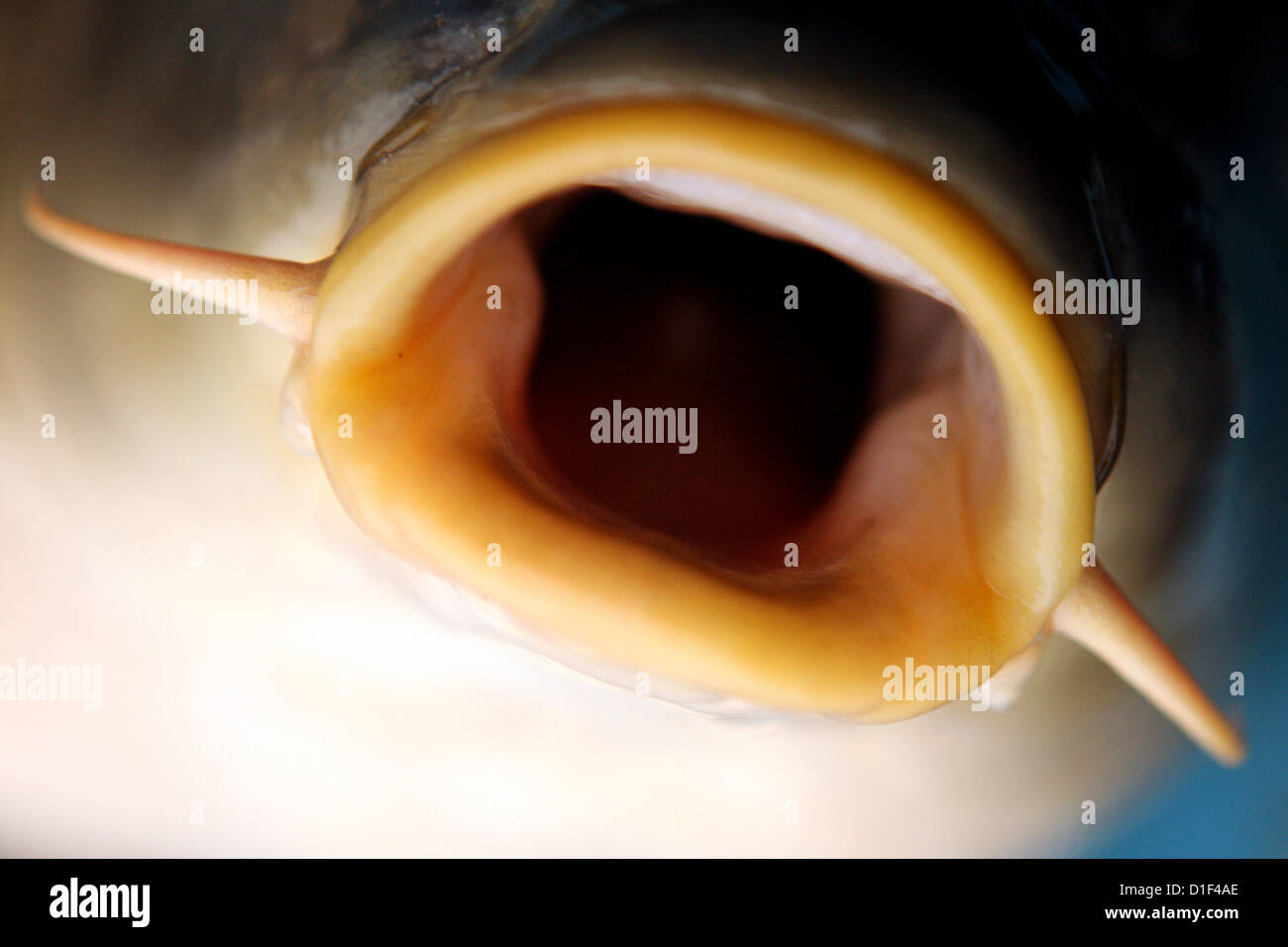 Carp open mouth -Fotos und -Bildmaterial in hoher Auflösung – Alamy