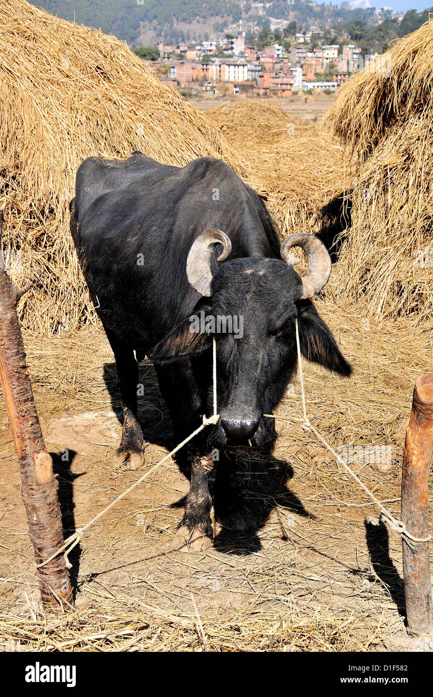Bull Gaur Bos Gaurus indische Bison Banepa Kavrepalanchok Bezirk Nepal ...