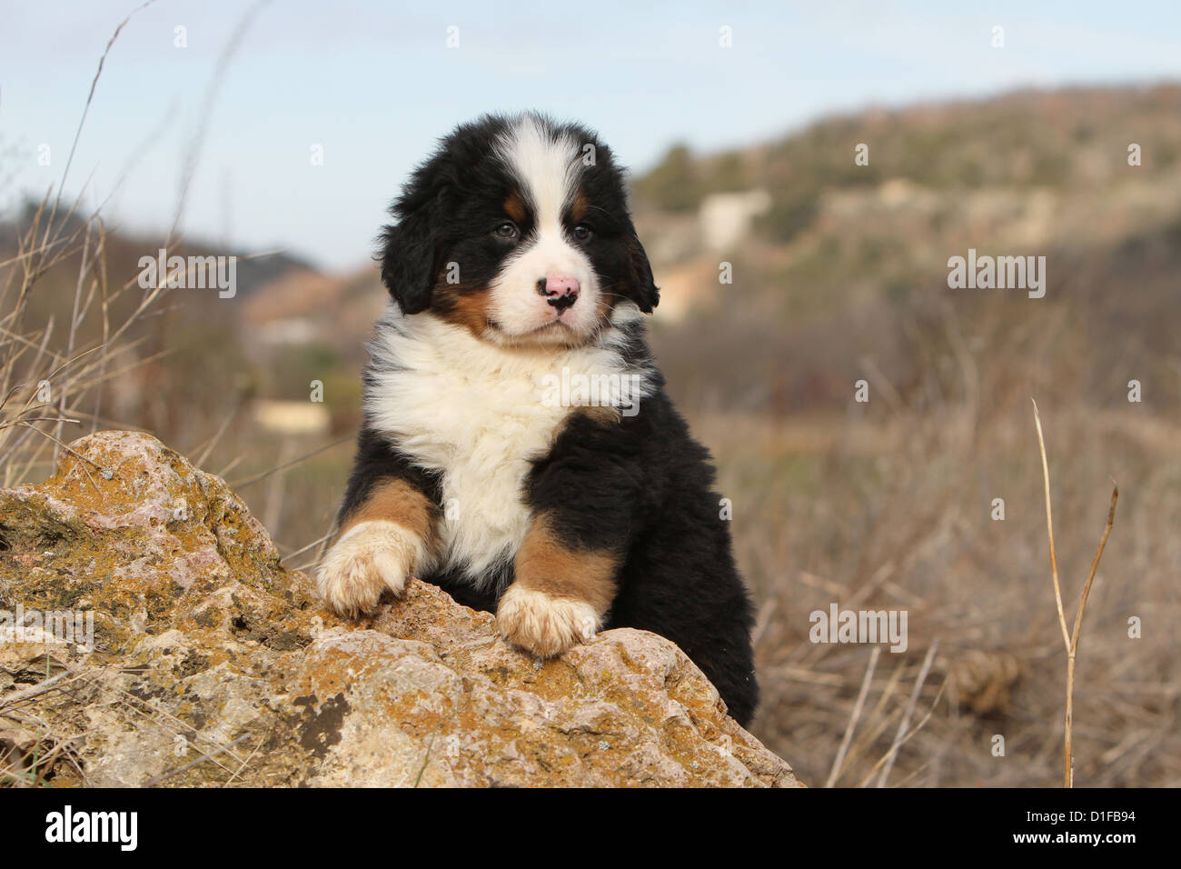 Hund-Berner Sennenhund Schweizer Alpen Welpen Welpen Hund Berner Berg ...