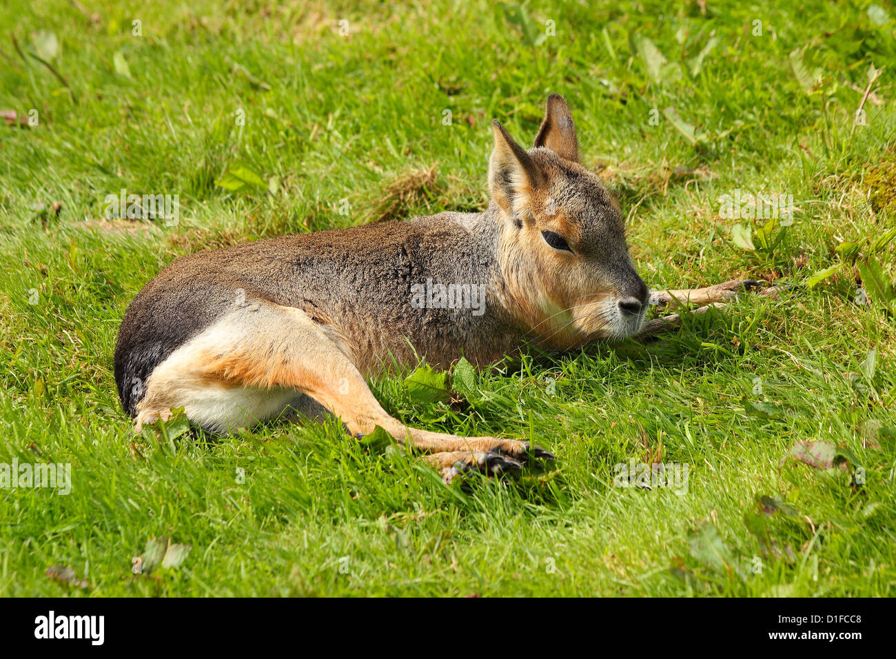 Großer pampashase -Fotos und -Bildmaterial in hoher Auflösung – Alamy
