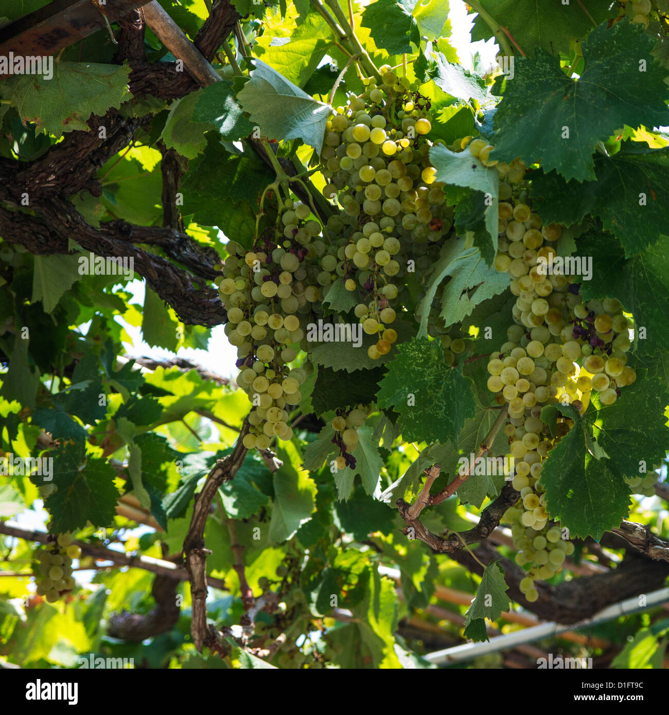 Bestimmte traube -Fotos und -Bildmaterial in hoher Auflösung – Alamy