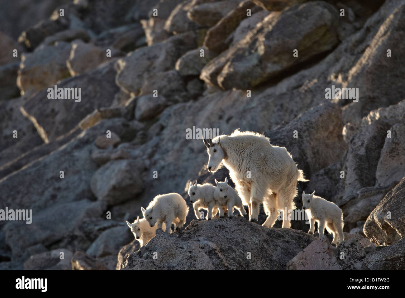 Bergziege kinder -Fotos und -Bildmaterial in hoher Auflösung – Alamy