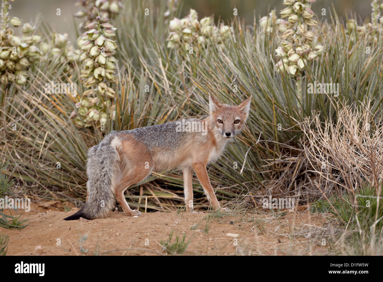 Den Usa Stockfotos und -bilder Kaufen - Alamy