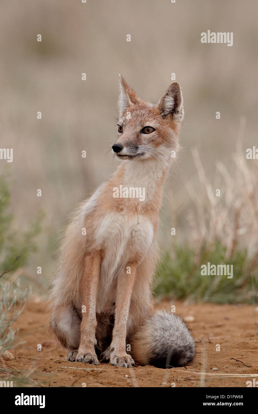 SWIFT-Fuchs (Vulpes Velox), Pawnee National Grassland, Colorado ...