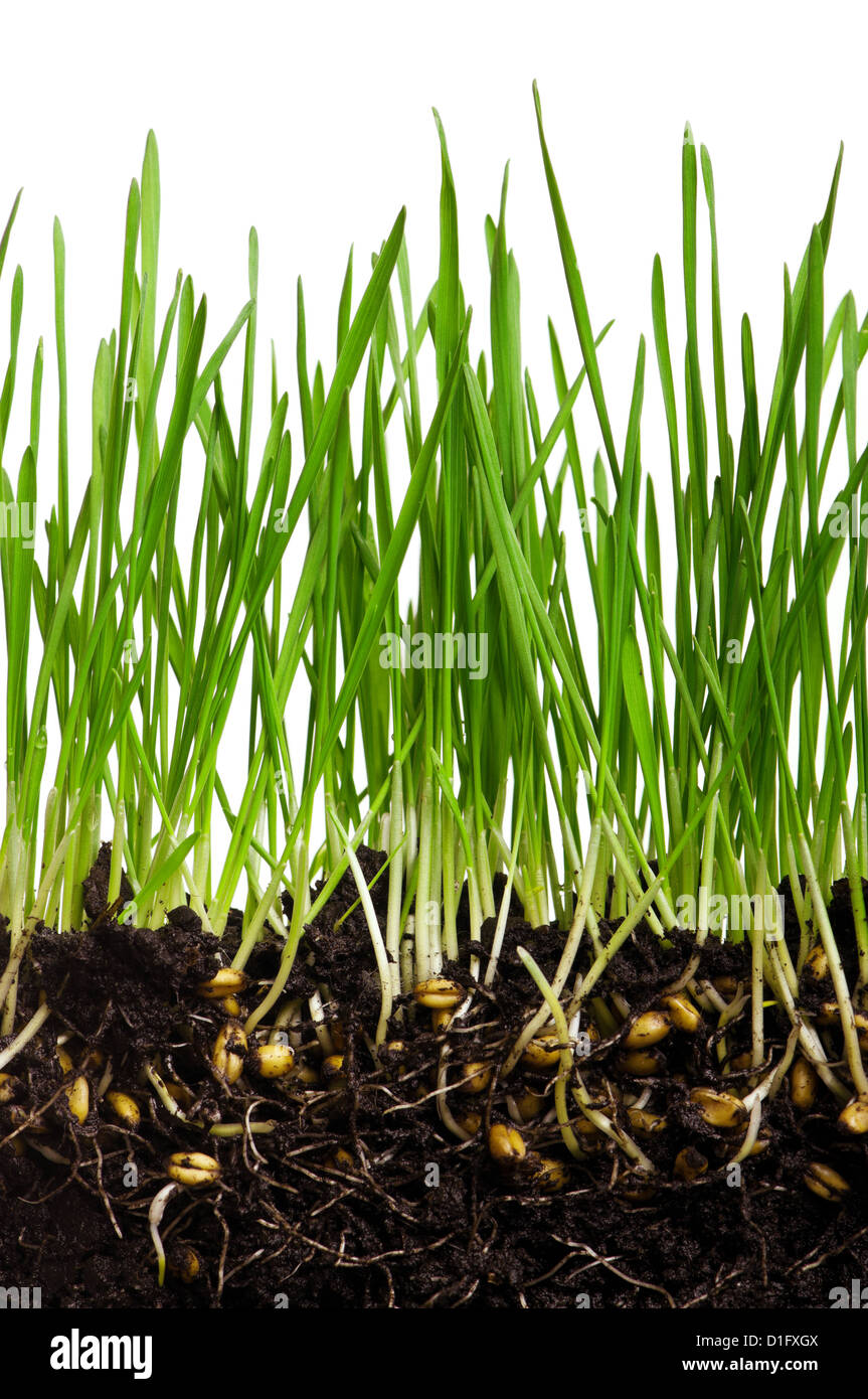Schwarzerde erde -Fotos und -Bildmaterial in hoher Auflösung – Alamy