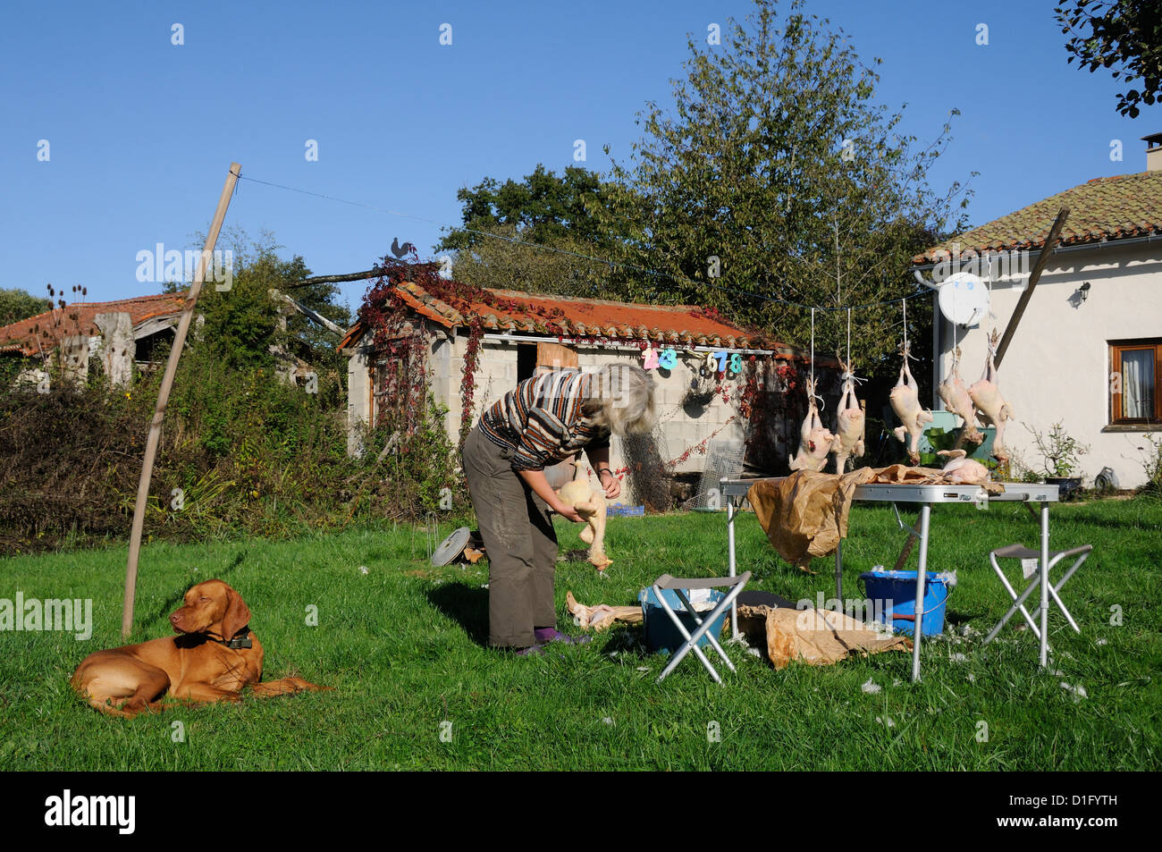 Chickens outside with woman -Fotos und -Bildmaterial in hoher Auflösung ...
