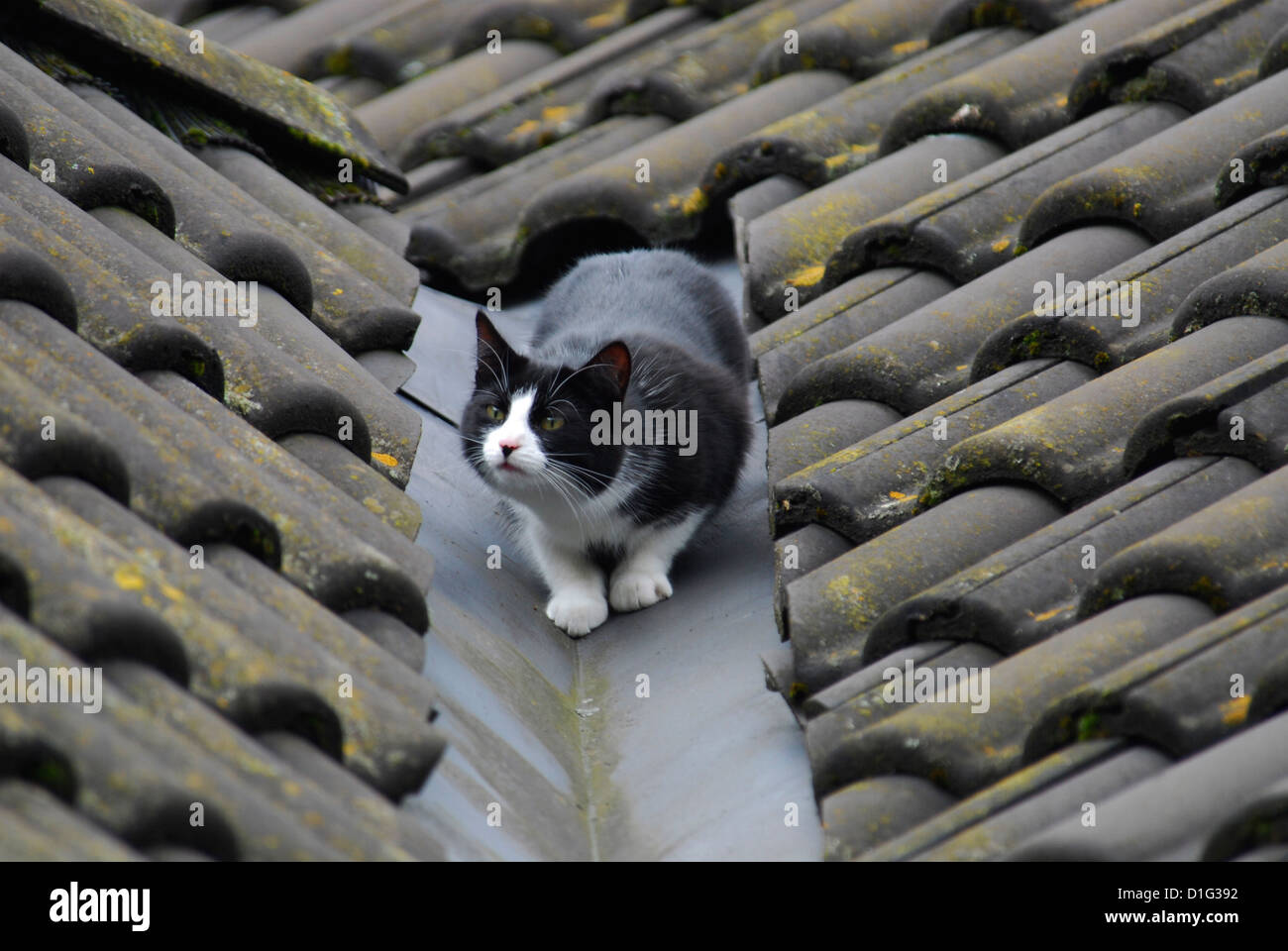 Katze steht in der Rinne am Dach, Felis Silvestris Forma Catus ...