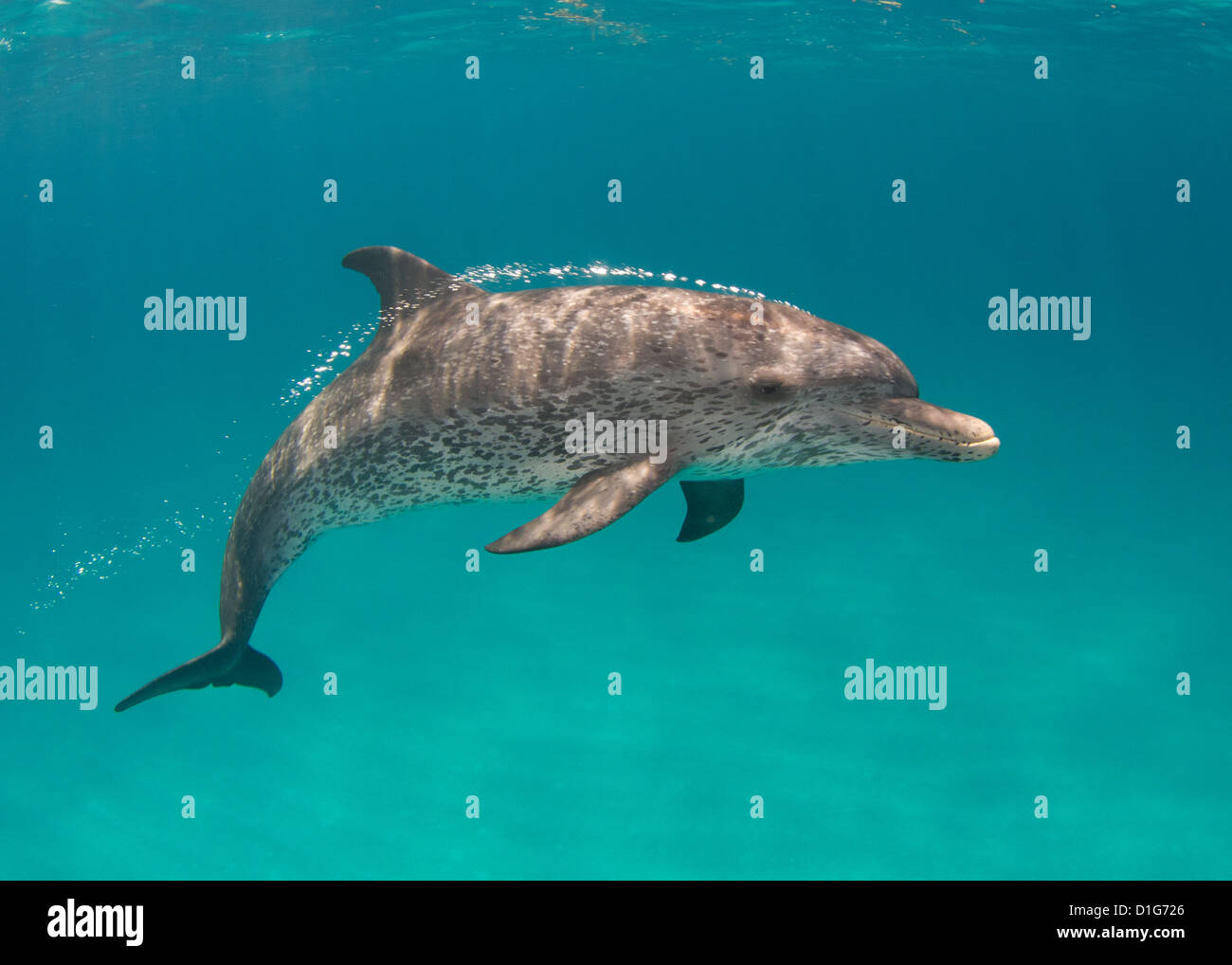 Dolphin tail -Fotos und -Bildmaterial in hoher Auflösung – Alamy