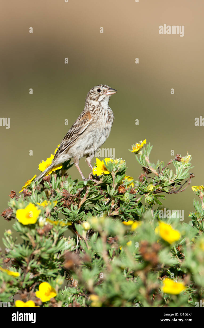 Vesper spatz in blumen -Fotos und -Bildmaterial in hoher Auflösung – Alamy