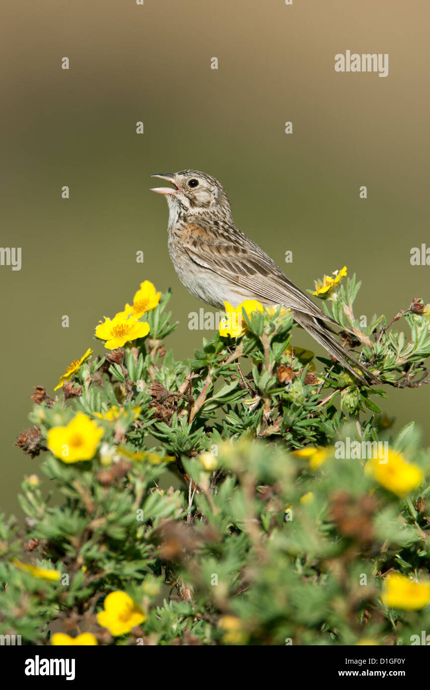 Vesper spatz in blumen -Fotos und -Bildmaterial in hoher Auflösung – Alamy