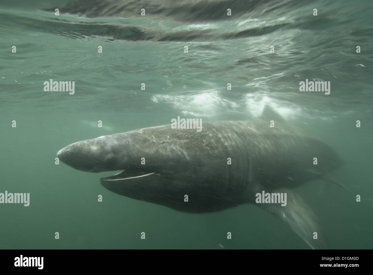 Basking Shark Stockfotos & Basking Shark Bilder - Alamy