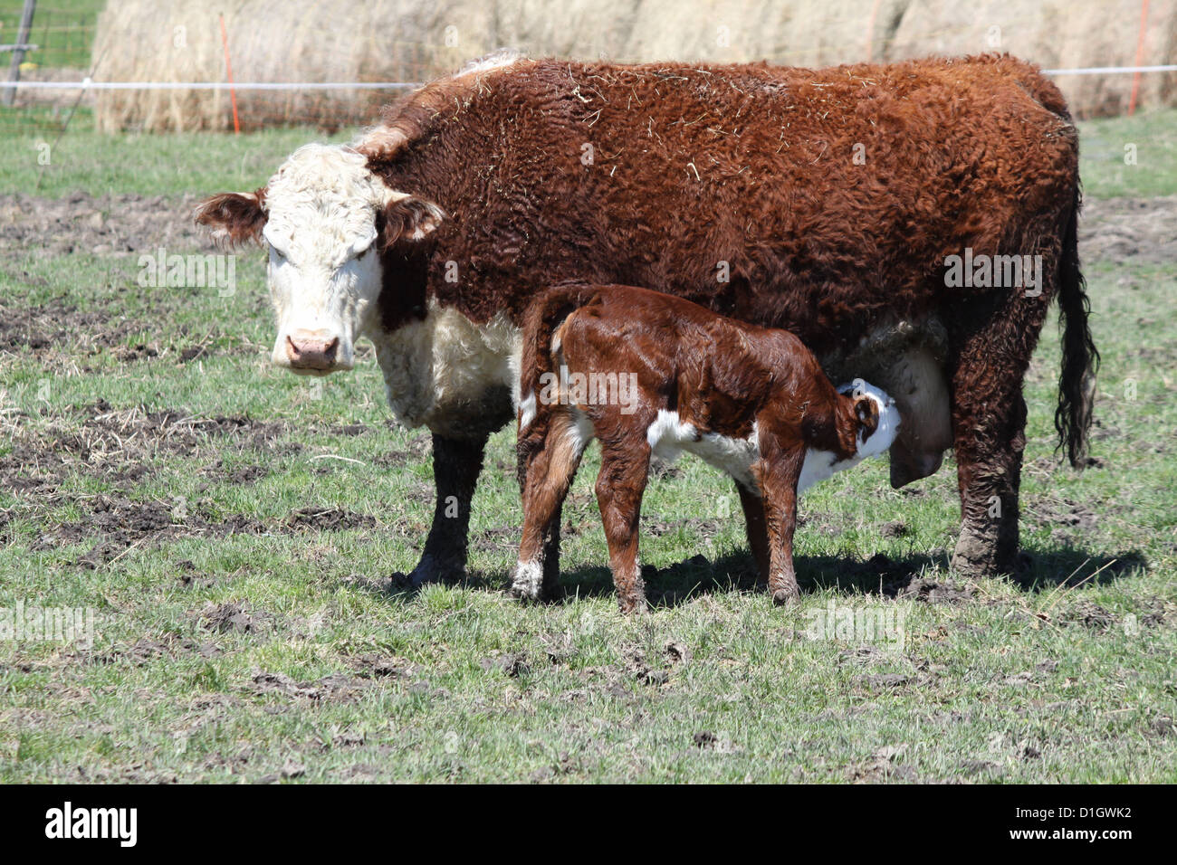 Hereford Kalb an seine Mutter Euter in einer kleinen Weide im zeitigen ...