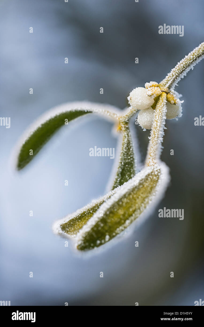 Mit mistel -Fotos und -Bildmaterial in hoher Auflösung – Alamy