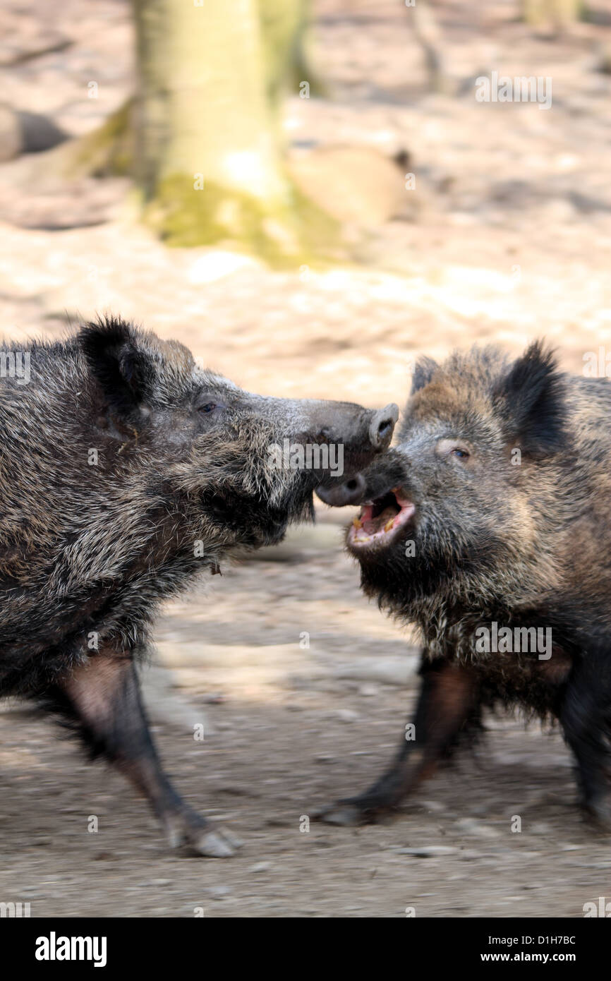 Wild boar fighting -Fotos und -Bildmaterial in hoher Auflösung – Alamy