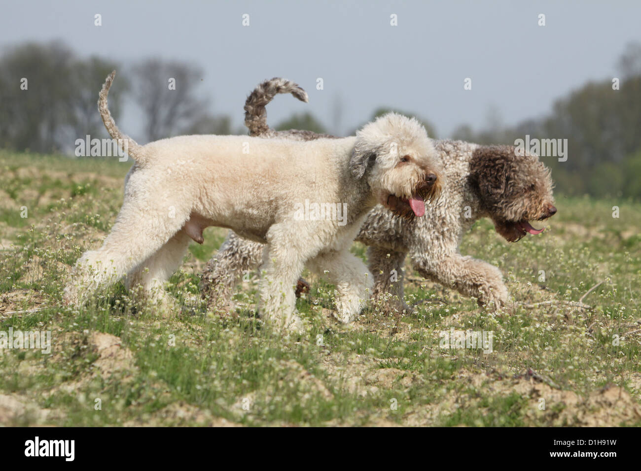 Hund 2 Lagotto Romagnolo Trüffel Hund Roan Beige in einem Feld ...