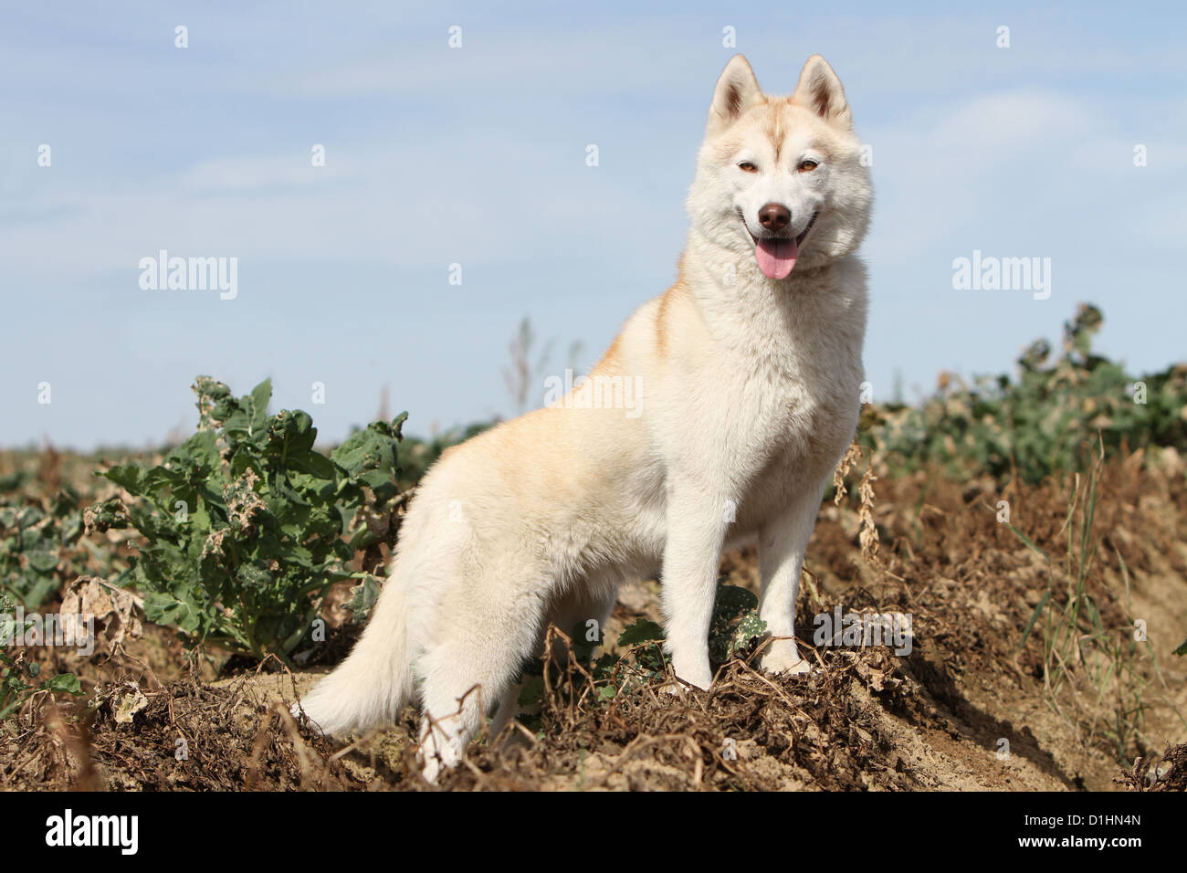Brown husky -Fotos und -Bildmaterial in hoher Auflösung – Alamy