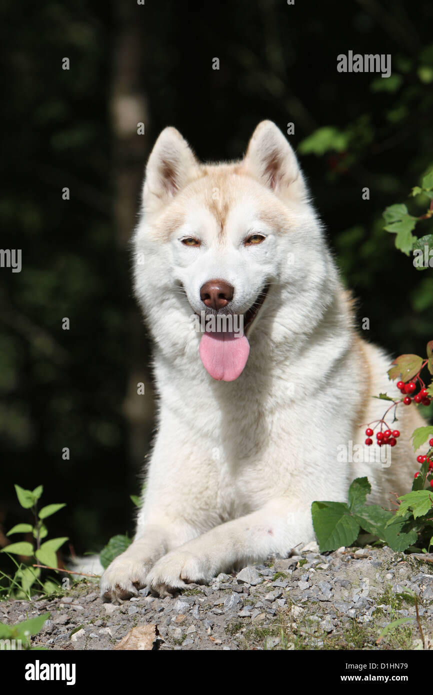 Brauner Husky Stockfotos und -bilder Kaufen - Alamy