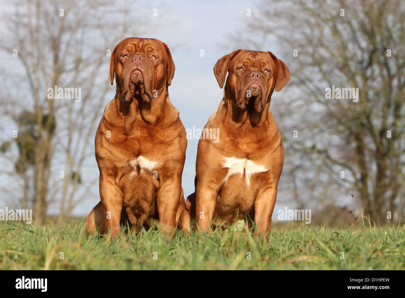 The dogue de bordeaux -Fotos und -Bildmaterial in hoher Auflösung – Alamy