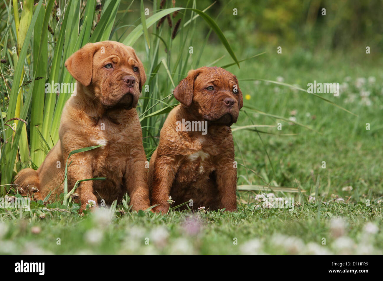 Hund Dogge de Bordeaux / Bordeaux-Dogge zwei Welpen sitzen in der Wiese ...