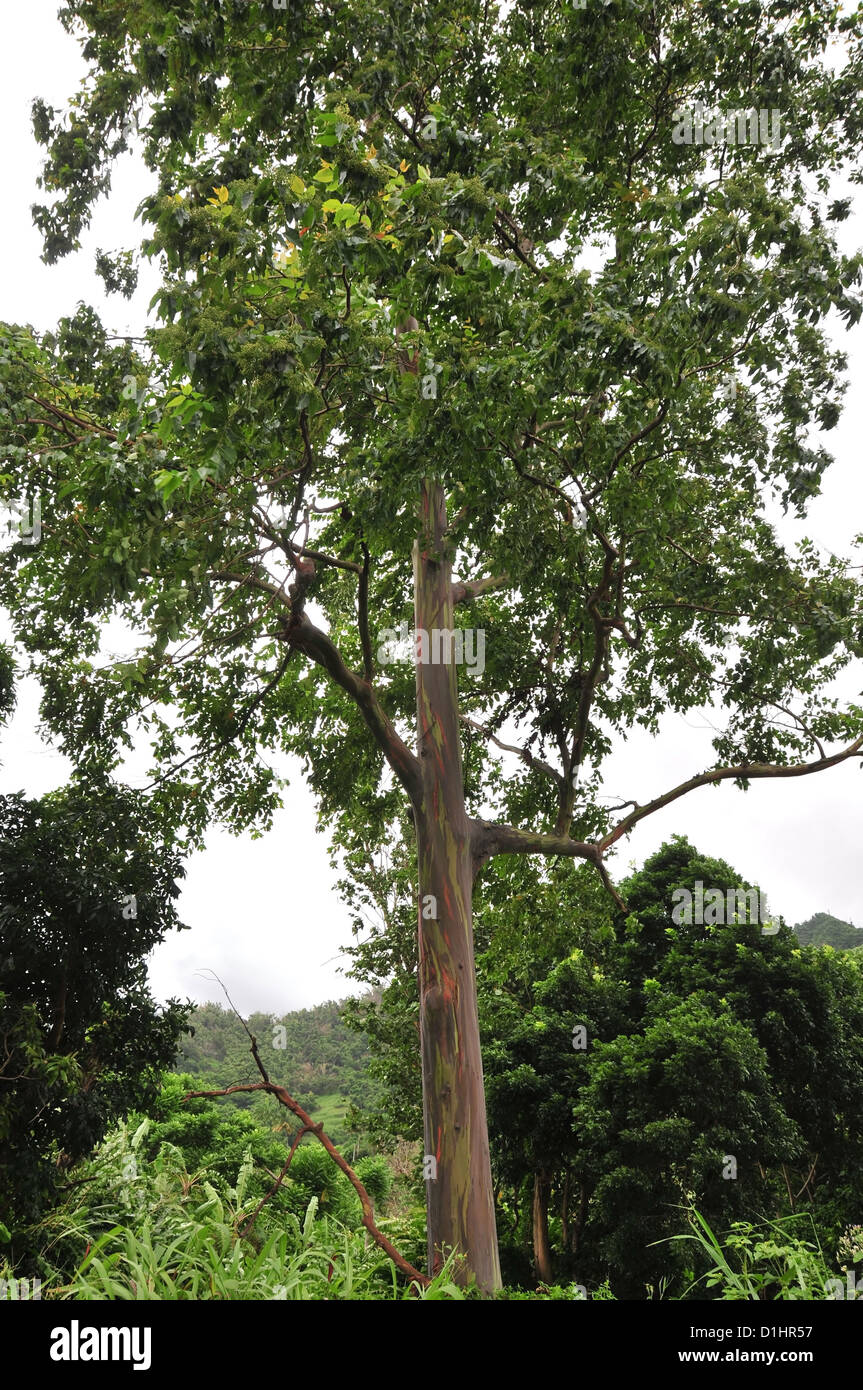 Baum 1 grauer stamm steigt in der mitte hintergrund -Fotos und ...