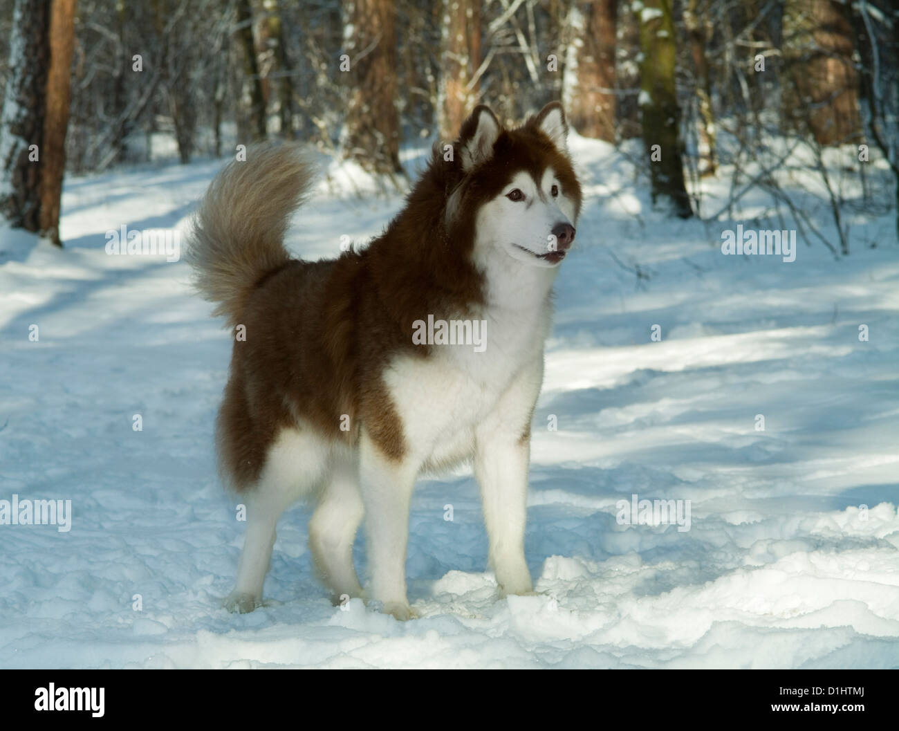 Siberian Husky-Hunde im Wald Stockfotografie - Alamy